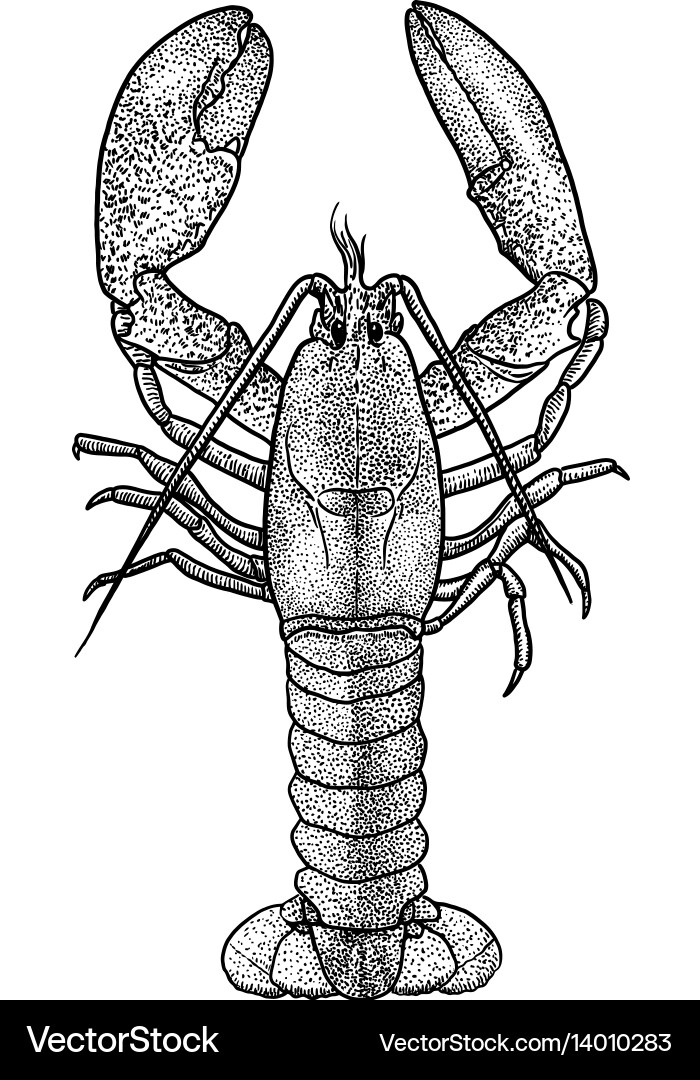 Detailed Lobster Drawing in Ink Royalty Free Vector Image