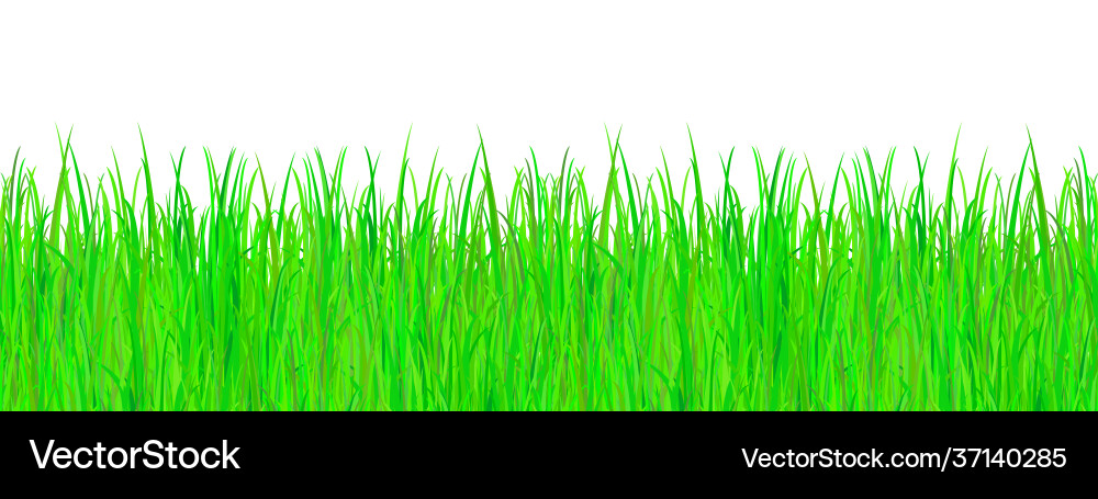 Green summer grass on a white background Vector Image