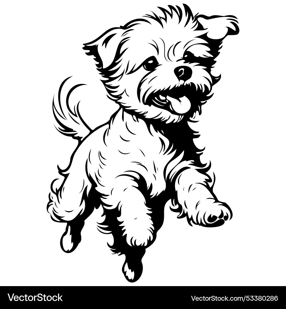 Bichon frise jump sketch realistic animal Vector Image