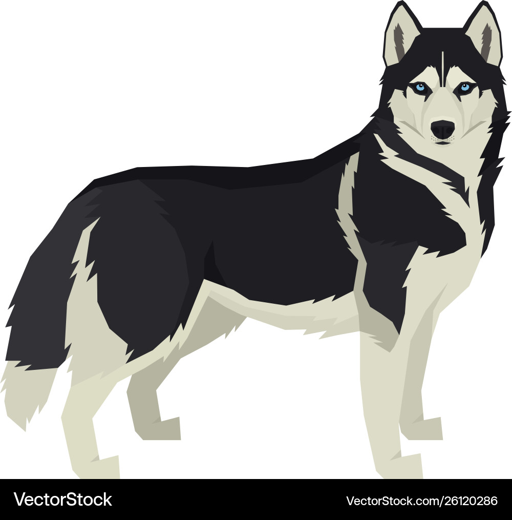 Dog siberian husky isolated Royalty Free Vector Image
