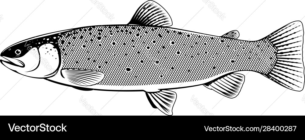 Brown trout fish Royalty Free Vector Image - VectorStock