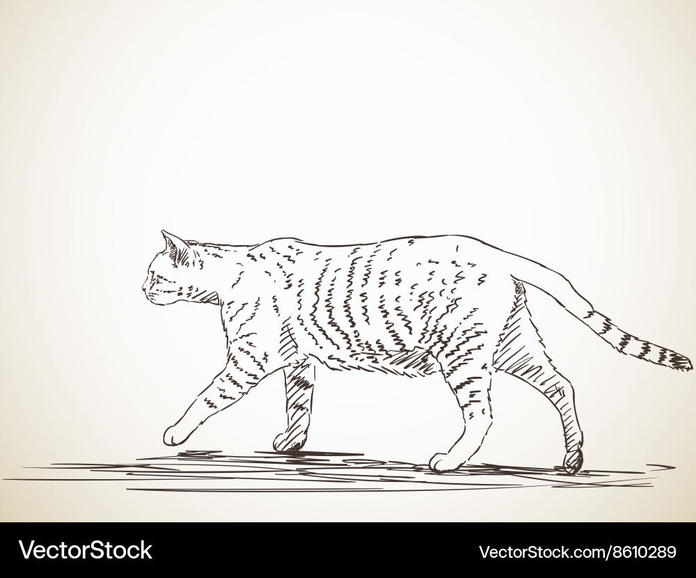 Cat Royalty Free Vector Image - VectorStock