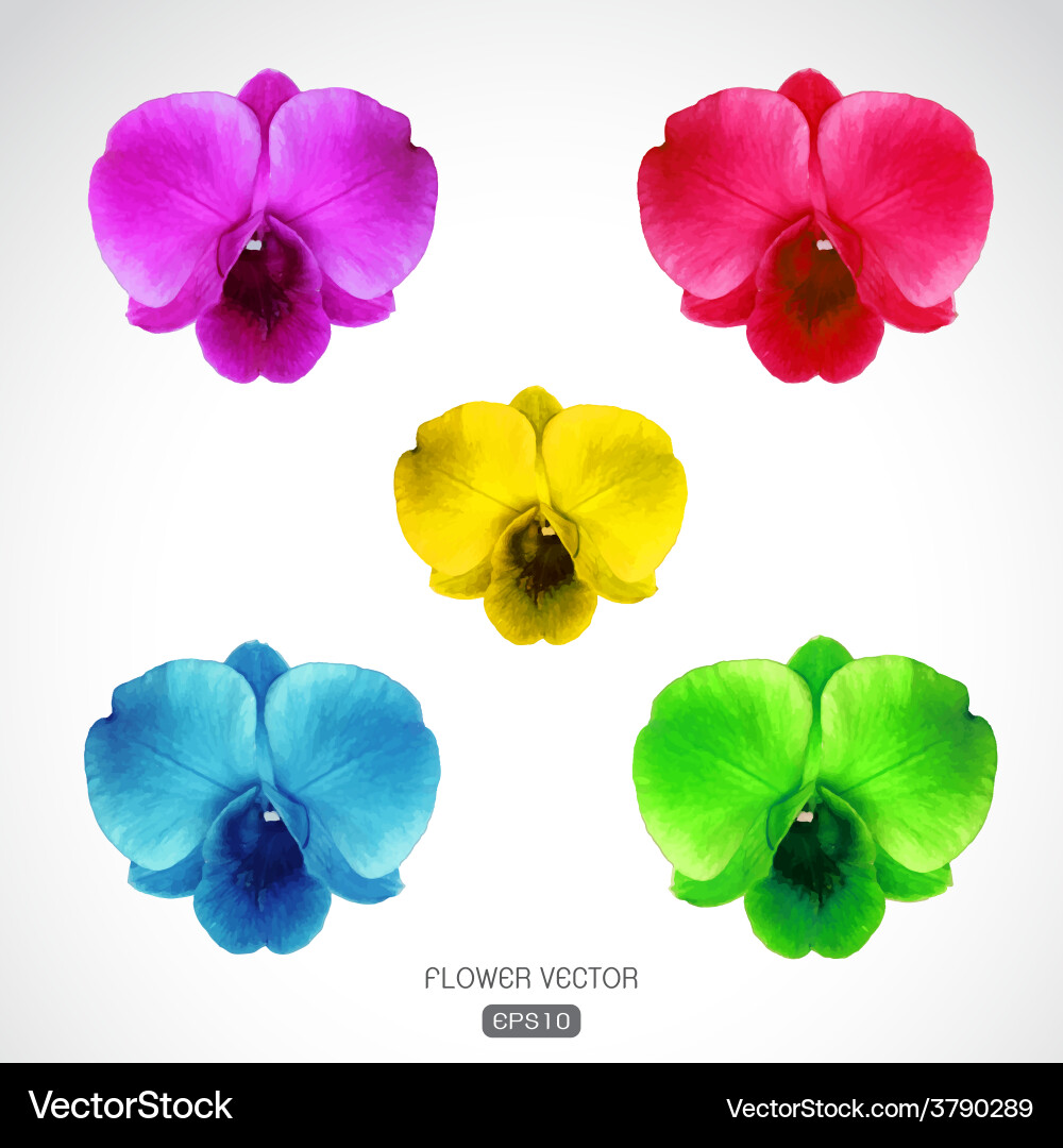 Image of orchid flower Royalty Free Vector Image