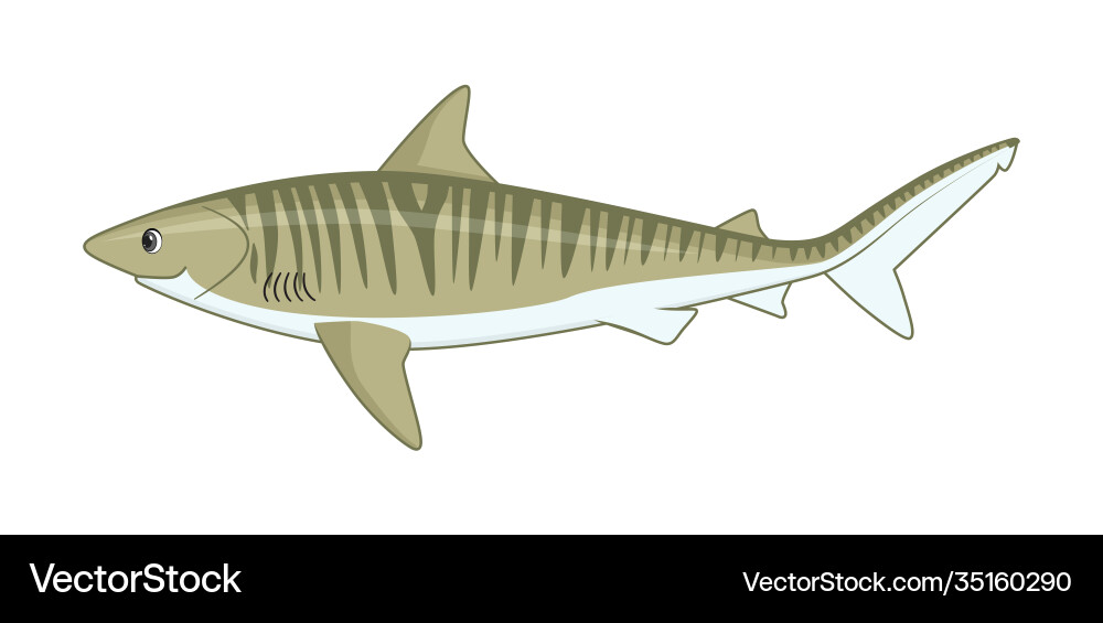 Tiger shark fish on a white background Royalty Free Vector