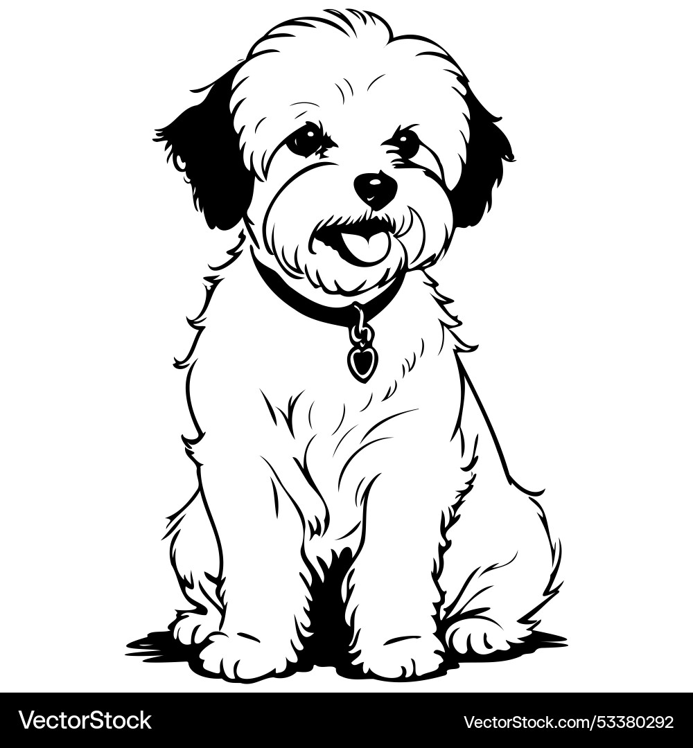 Bichon frise sitting isolated hand drawn animal Vector Image