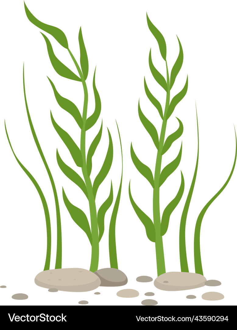 Green algae underwater flora cartoon marine Vector Image