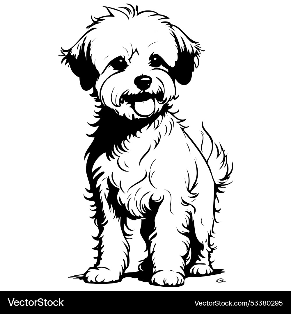Bichon frise hand drawn animal transparent Vector Image