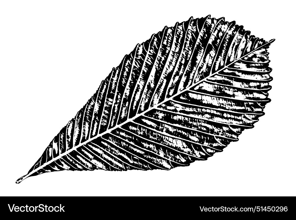 Black leaf realistic texture overlay Royalty Free Vector