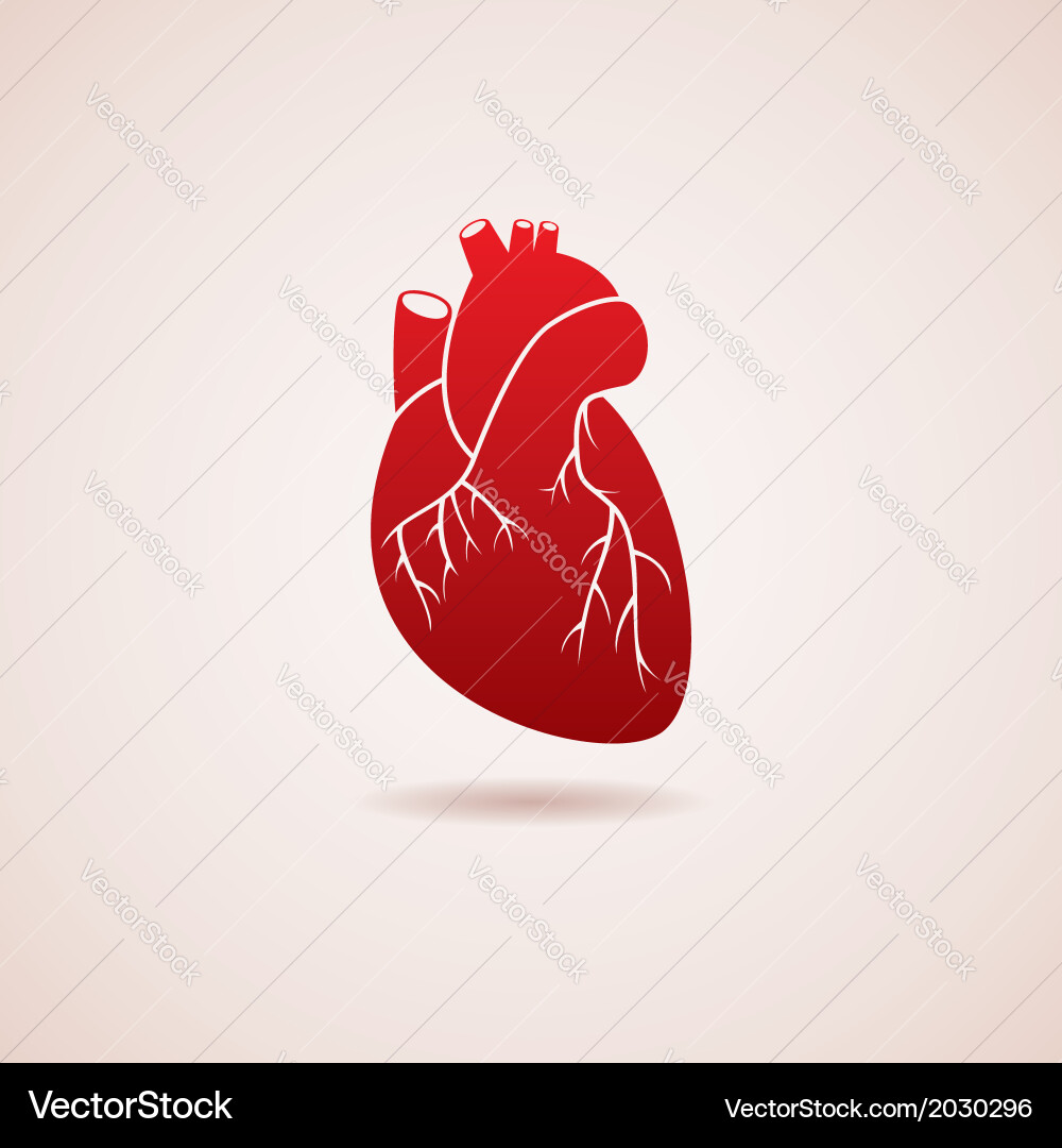 Human heart Royalty Free Vector Image - VectorStock