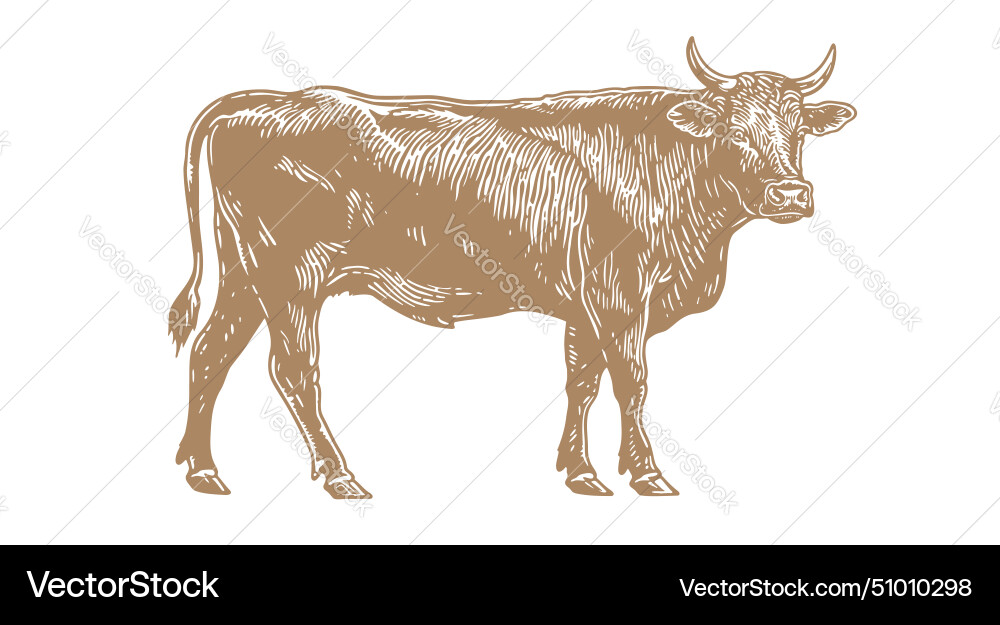 Cow bull beef vintage retro print Royalty Free Vector Image