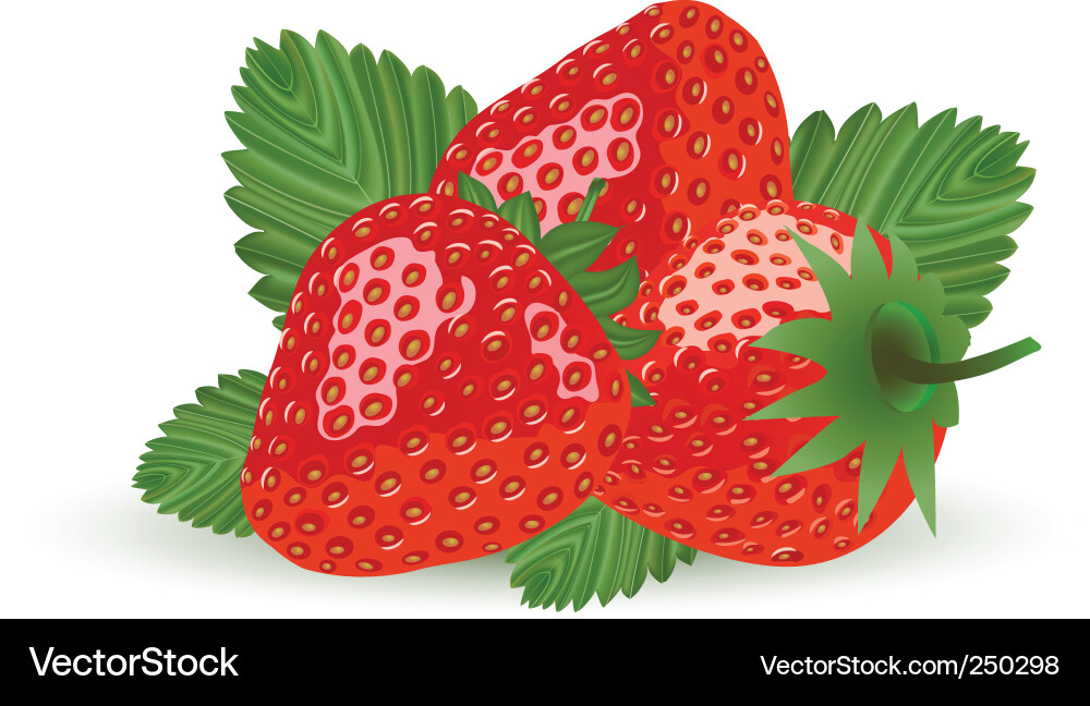 Strawberry isolated on white Royalty Free Vector Image
