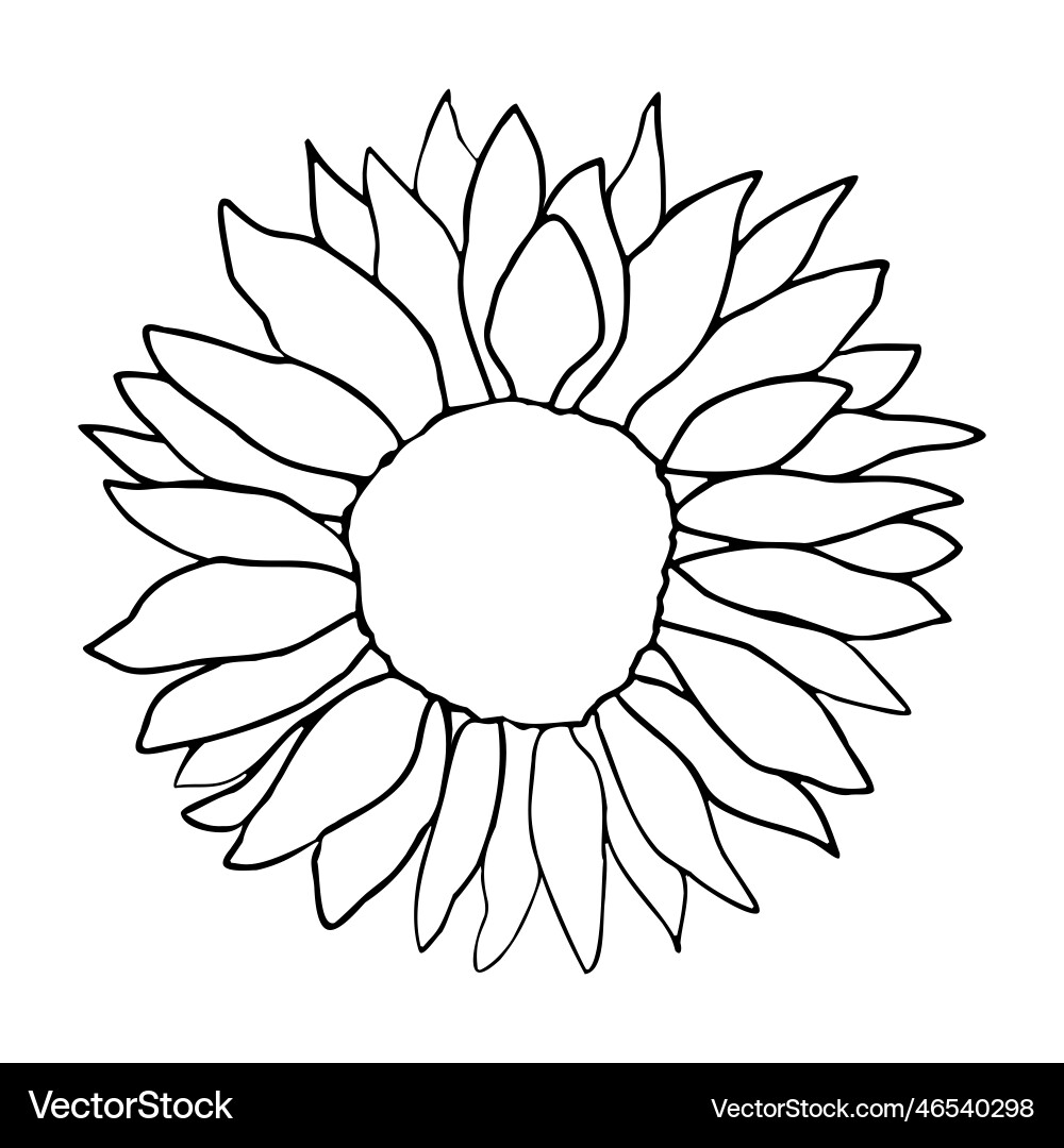 Sunflower head flower line art simple design Vector Image
