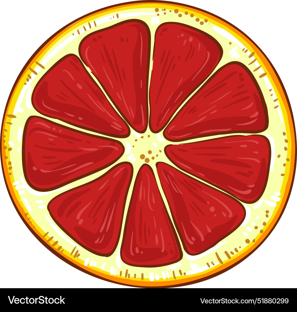 Blood orange fruit colored detailed Royalty Free Vector