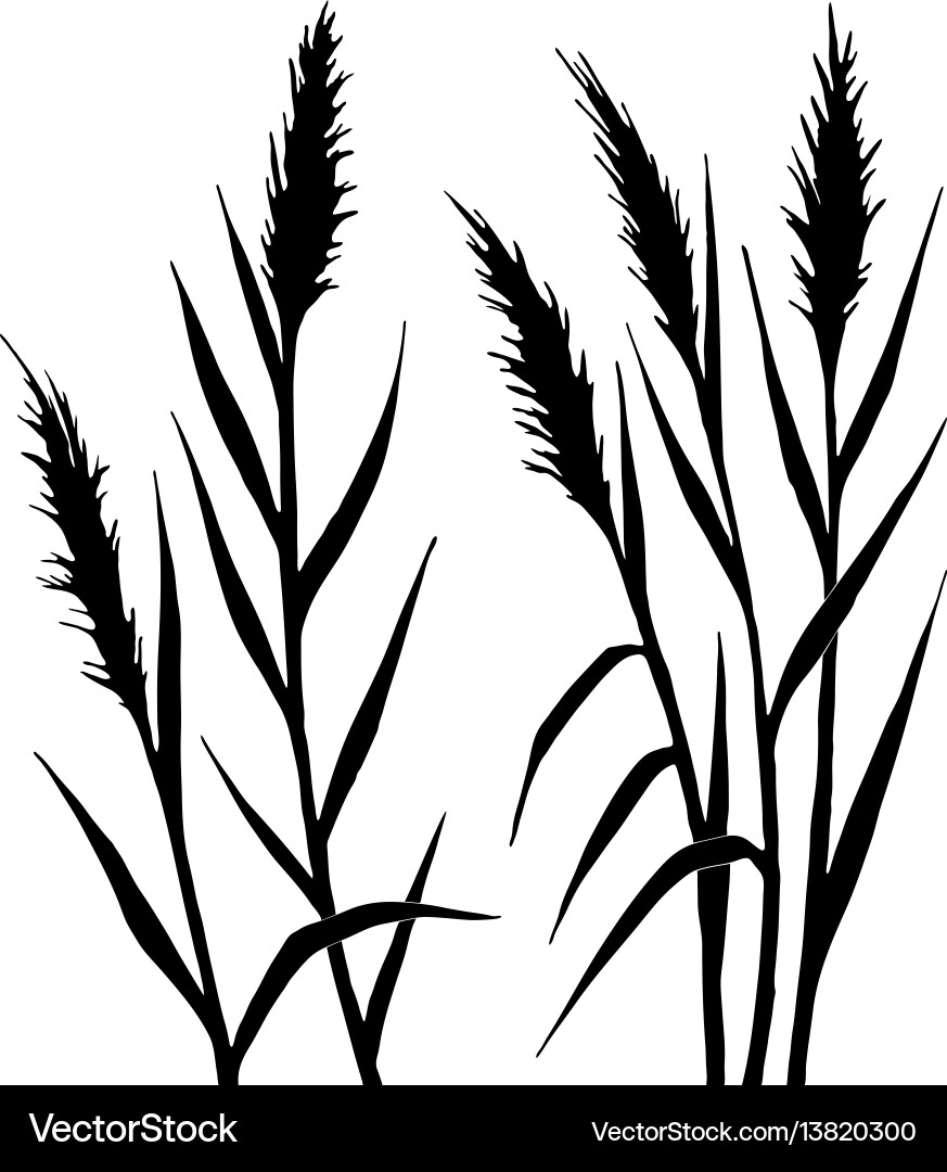 Reed Silhouette Royalty Free Vector Image - VectorStock