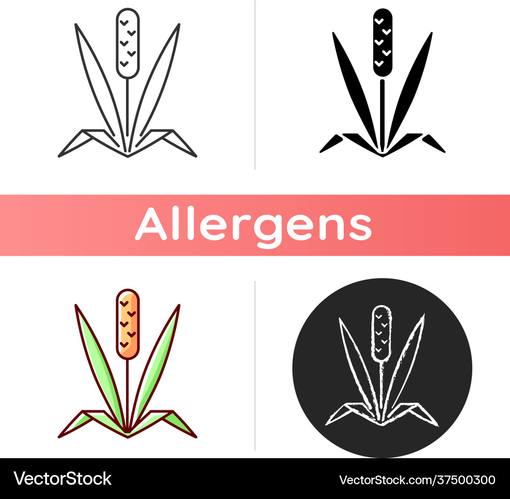 Timothy grass icon Royalty Free Vector Image - VectorStock