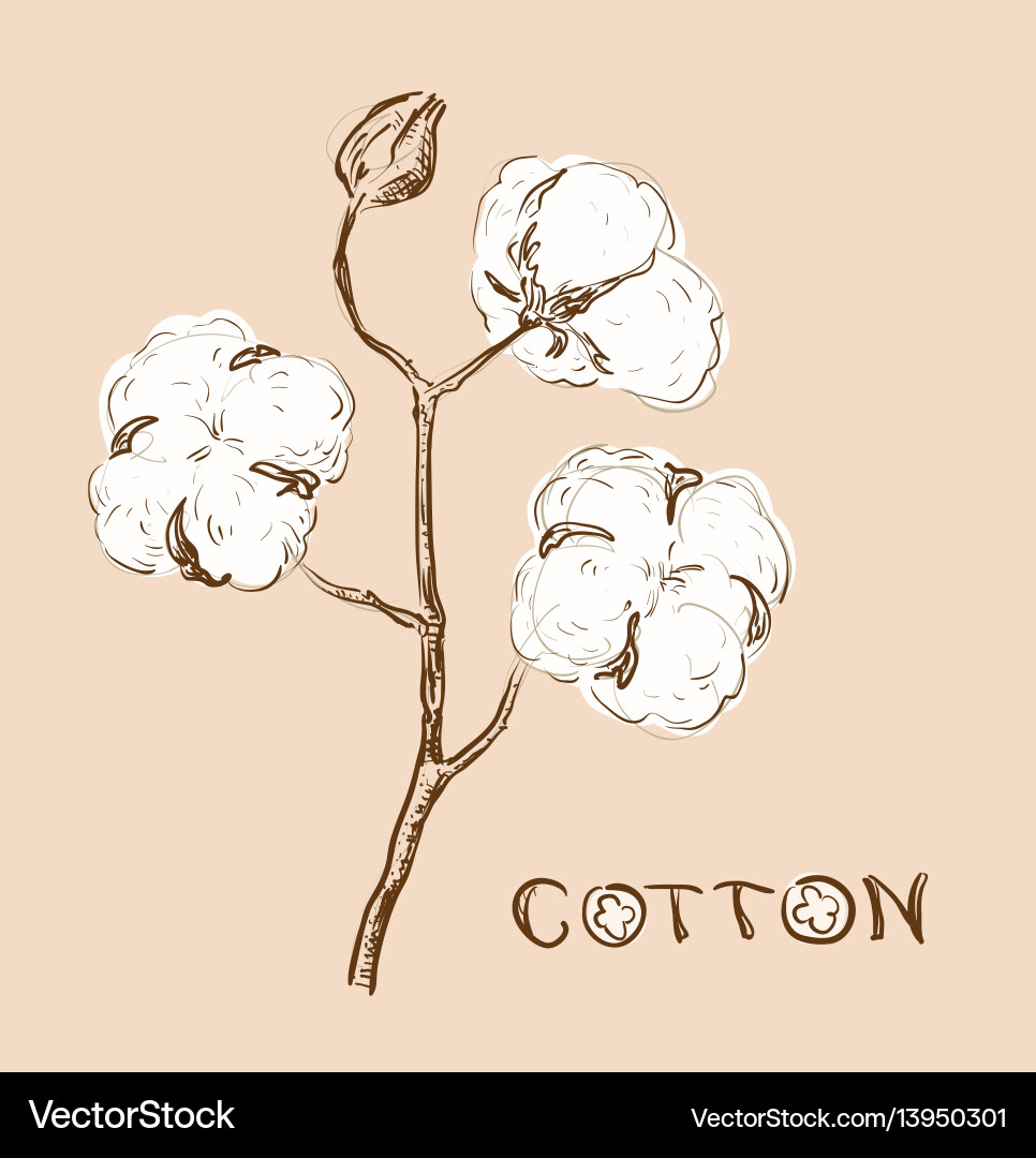 Cotton Branch Sketch Royalty Free Vector Image