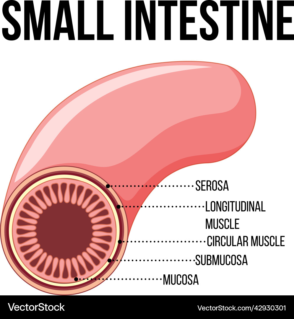 Diagramm mit kleinem Darm Lizenzfreies Vektorbild
