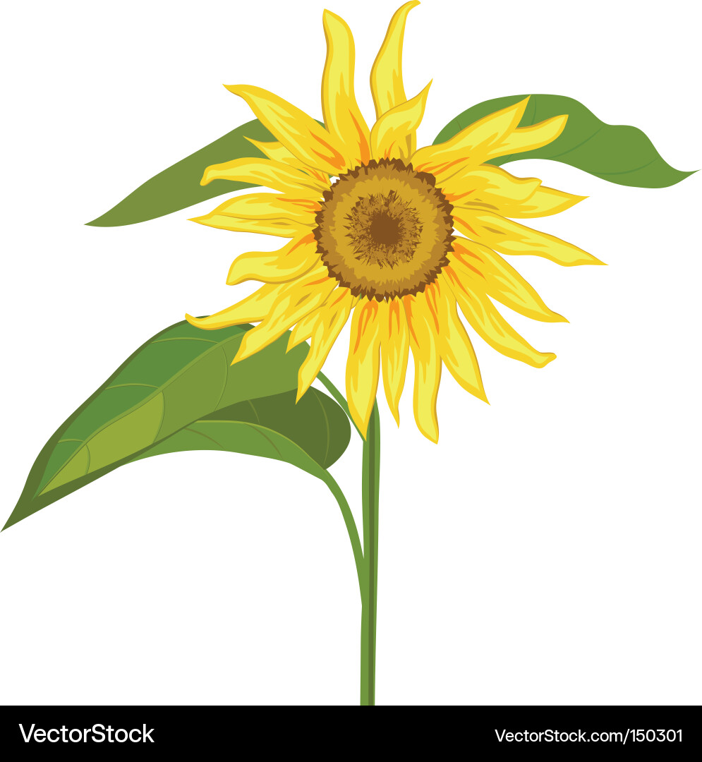 Sunflower Royalty Free Vector Image - VectorStock