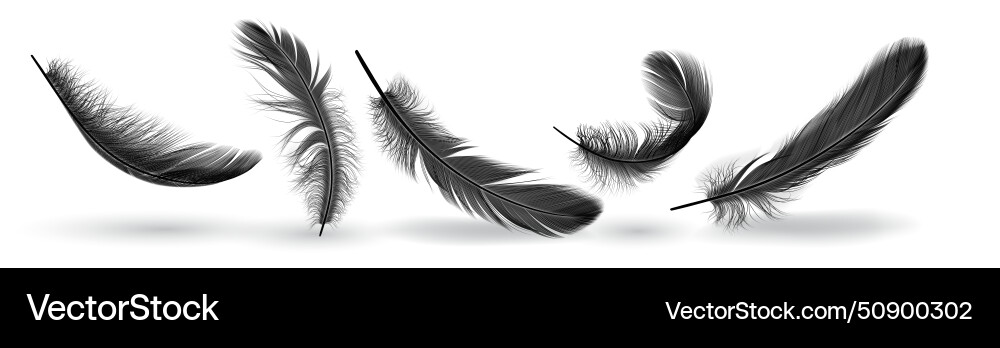 Bird feather group shapes realistic set Royalty Free Vector