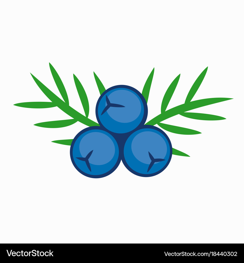 Blue color juniper berry Royalty Free Vector Image