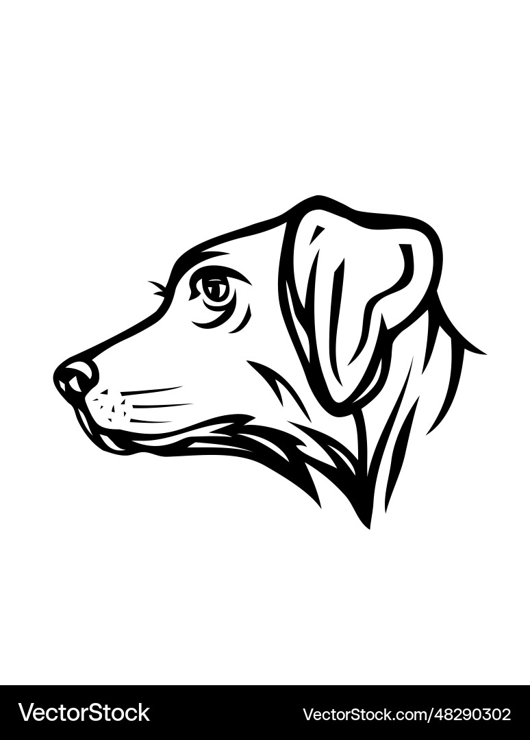 Dog face drawing Royalty Free Vector Image - VectorStock