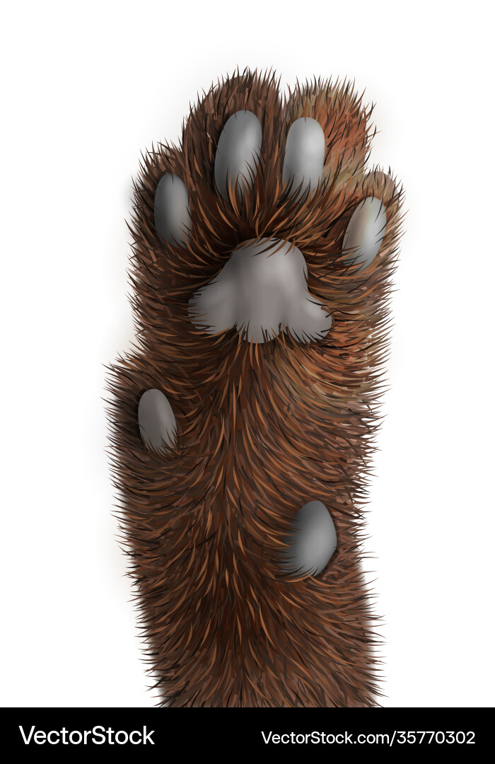 Realistic cat paw Royalty Free Vector Image - VectorStock