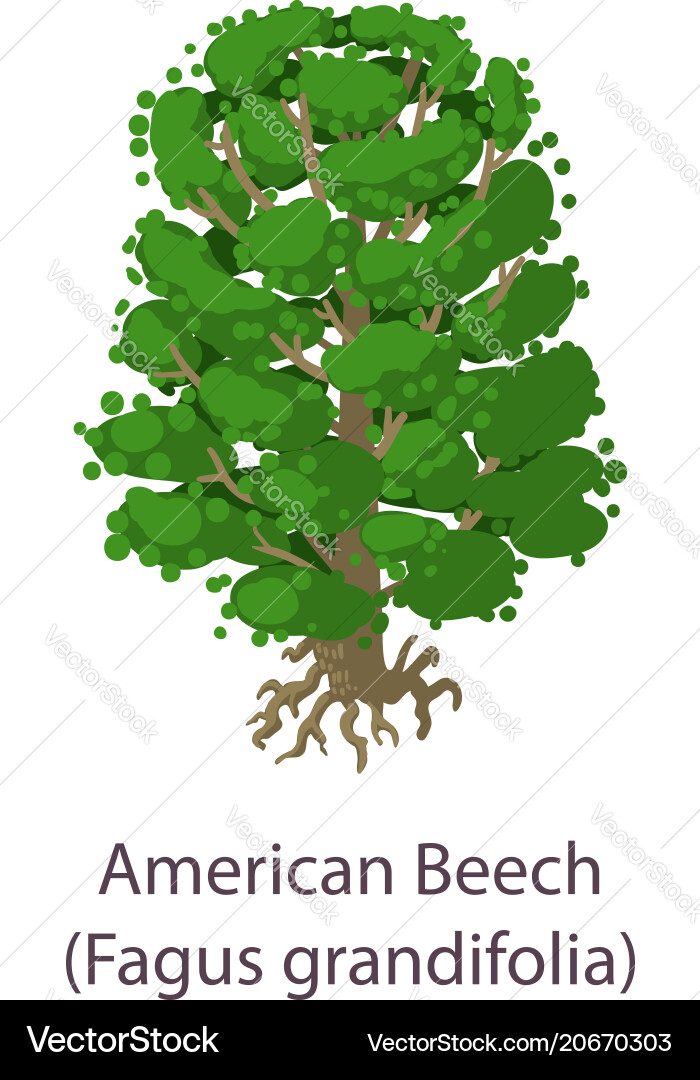 beech tree clipart