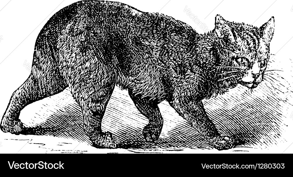 Manx vintage engraving Royalty Free Vector Image