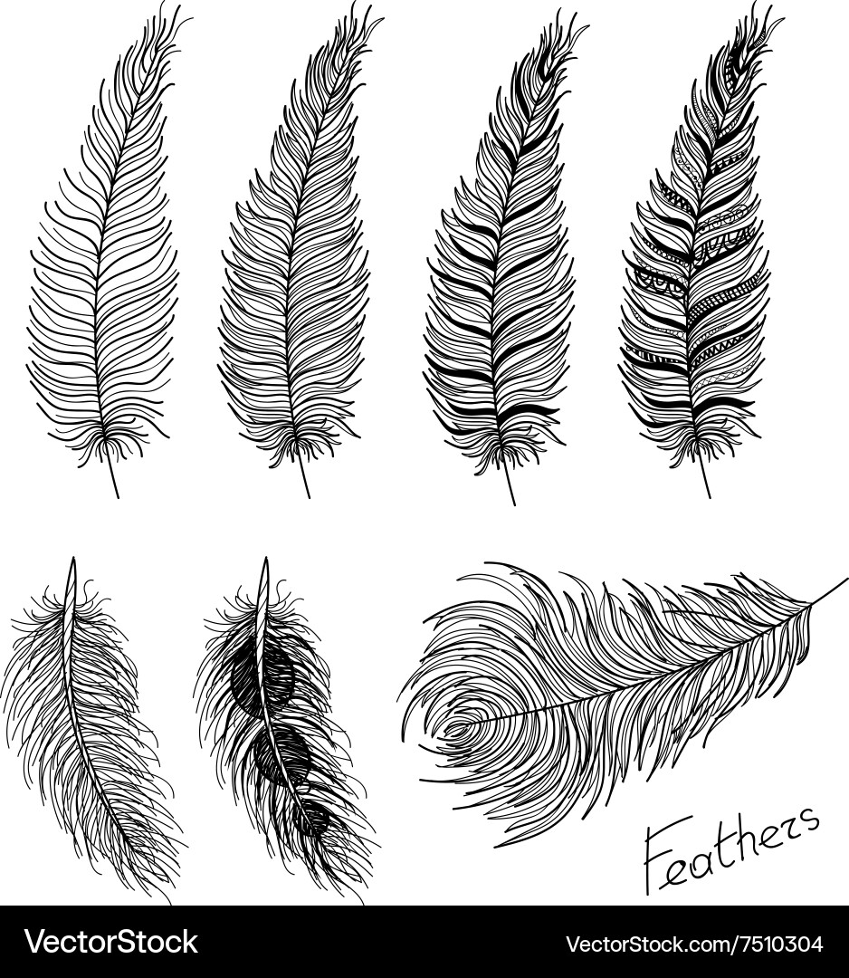 Hand Drawn Bird Feathers - Boho Aesthetic Vector Image