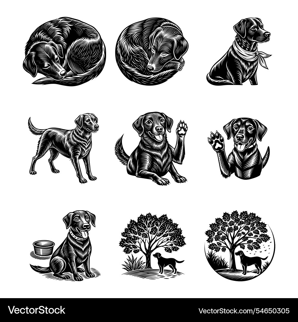 Labrador retriever dog Royalty Free Vector Image