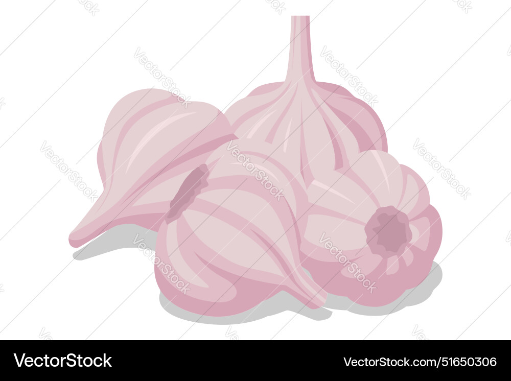 Isometric garlic bulb pungent Royalty Free Vector Image