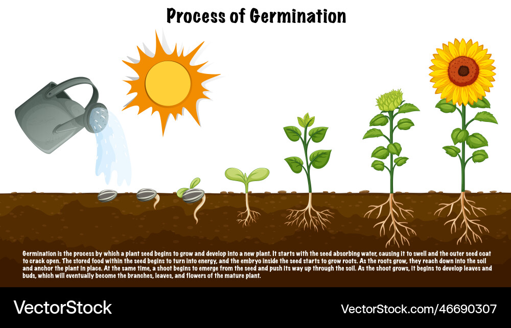 Process of germination diagram for science Vector Image