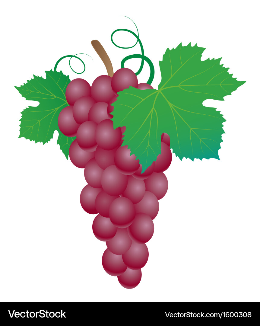 Grapes Royalty Free Vector Image - VectorStock