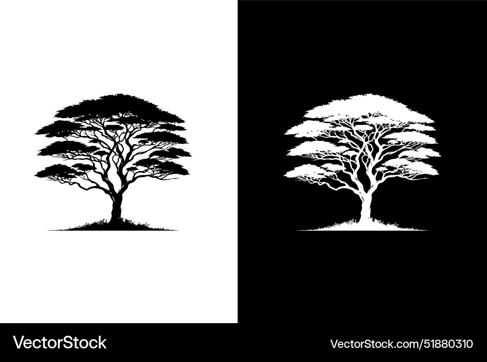 Flat acacia tree icon Royalty Free Vector Image