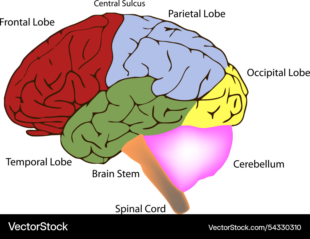 Human brain showing stem cerebellum lobes Vector Image