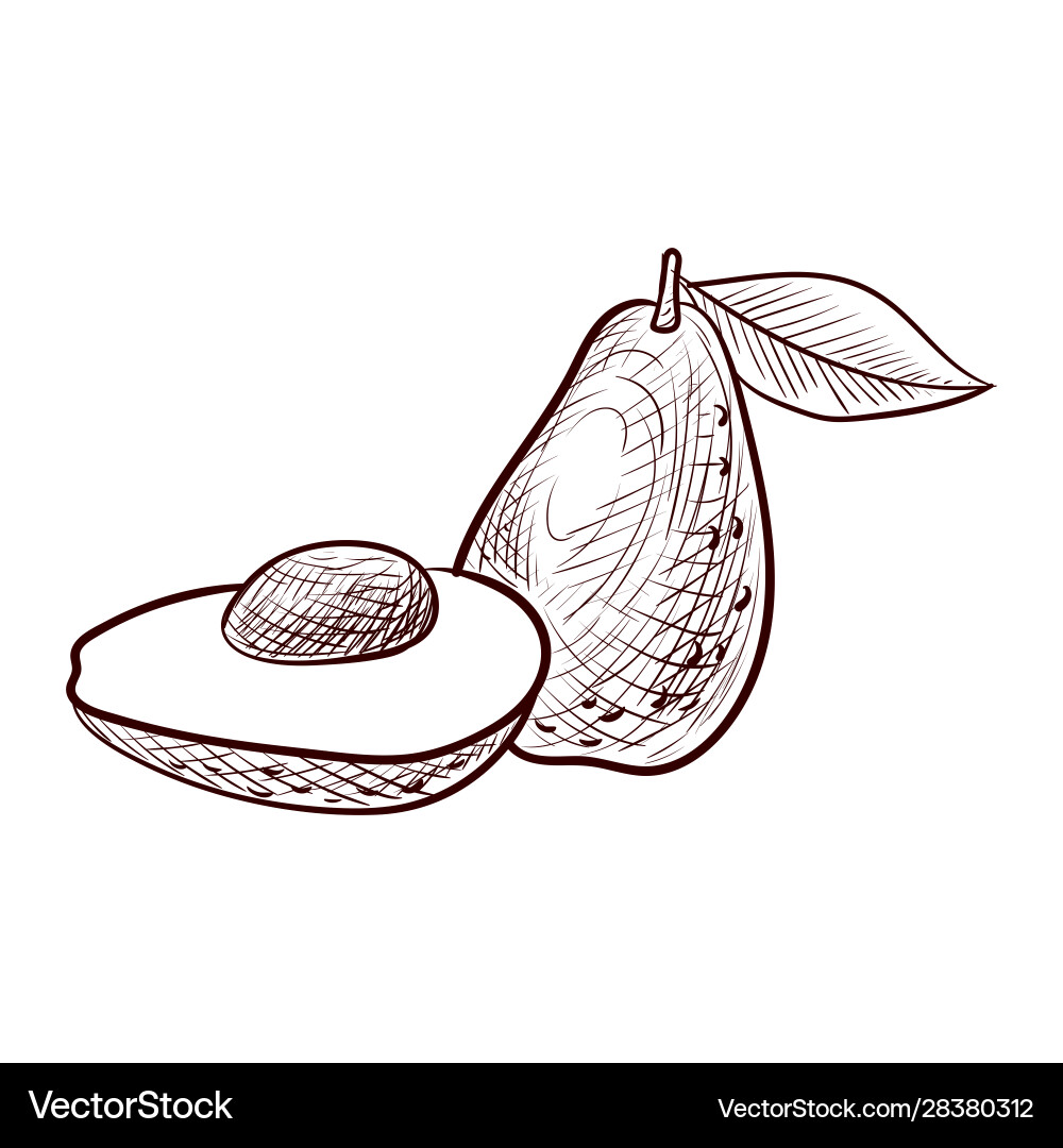 Drawing avocado Royalty Free Vector Image - VectorStock