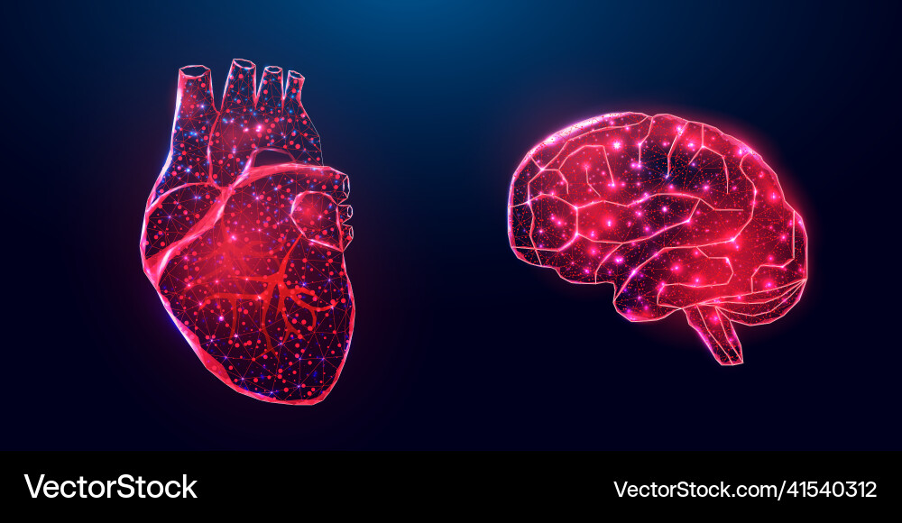 Human heart and brain wireframe low poly style Vector Image