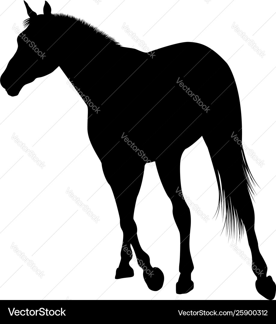 Pferd Silhouette Lizenzfreies Vektorbild - VectorStock