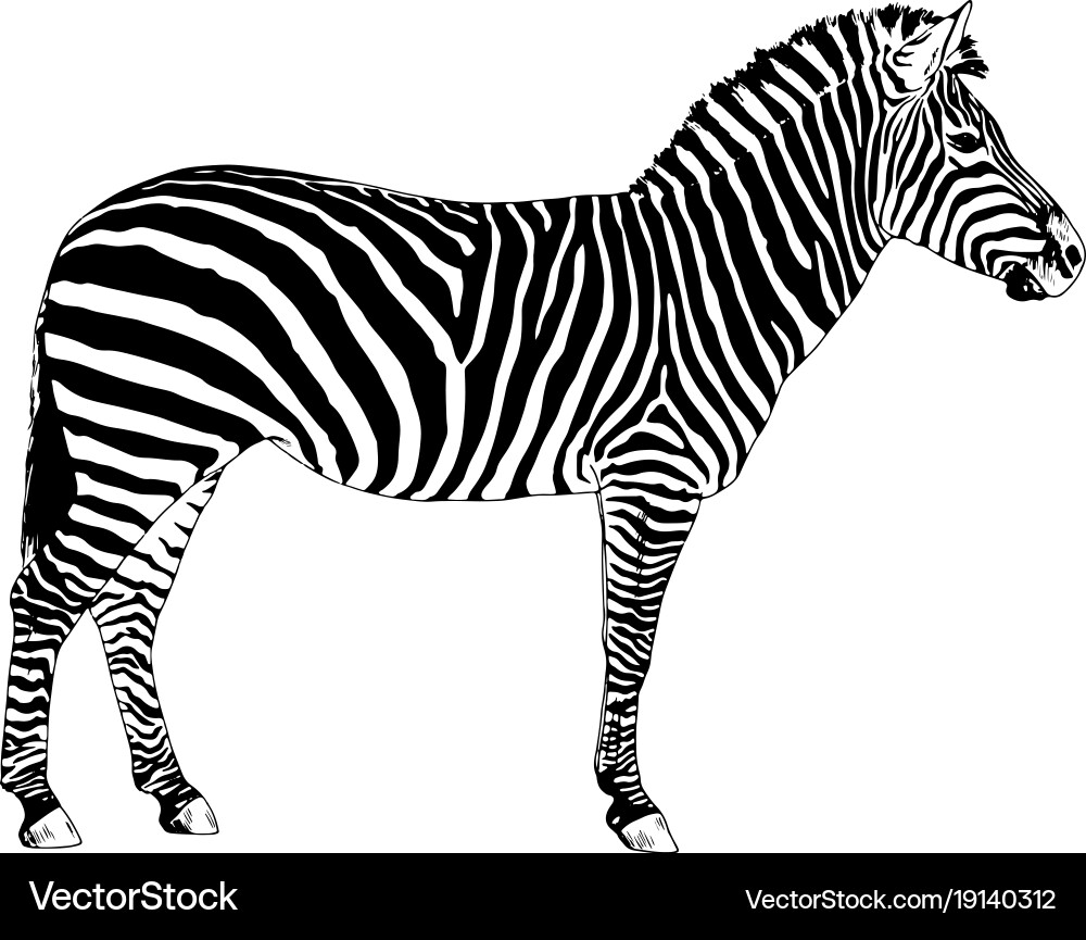 Zebra drawn with ink and hand-colored pop art Vector Image
