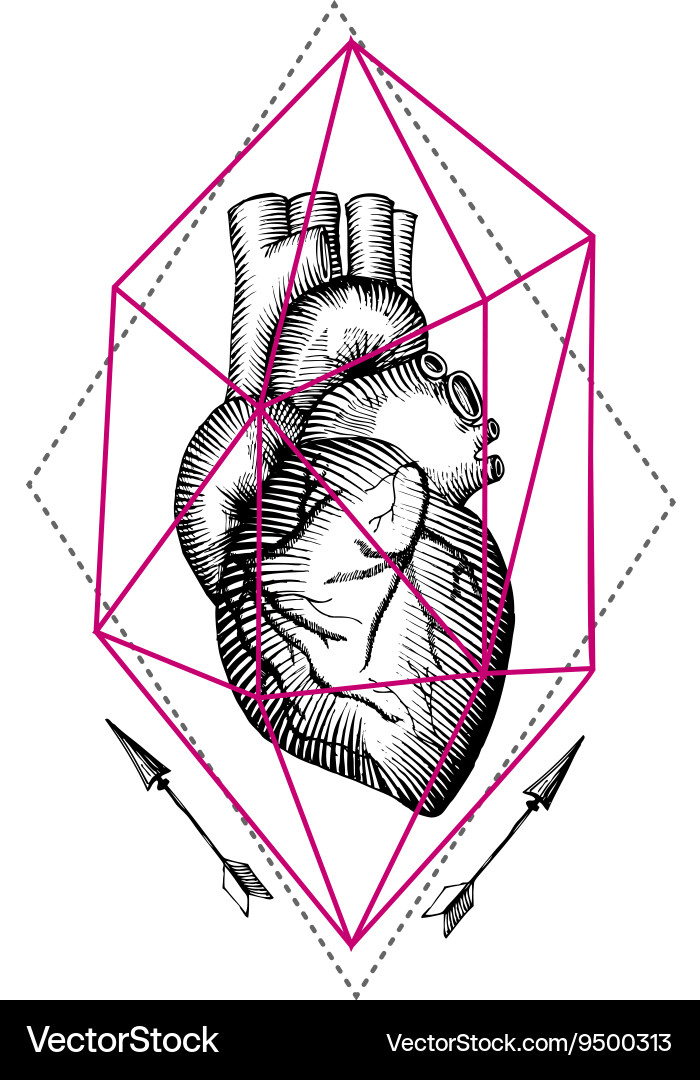 Anatomical heart Royalty Free Vector Image - VectorStock