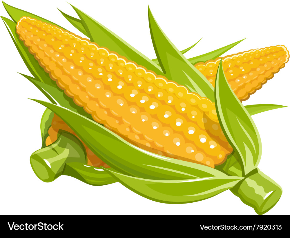 Corn Ear Close-Up Royalty Free Vector Image - VectorStock