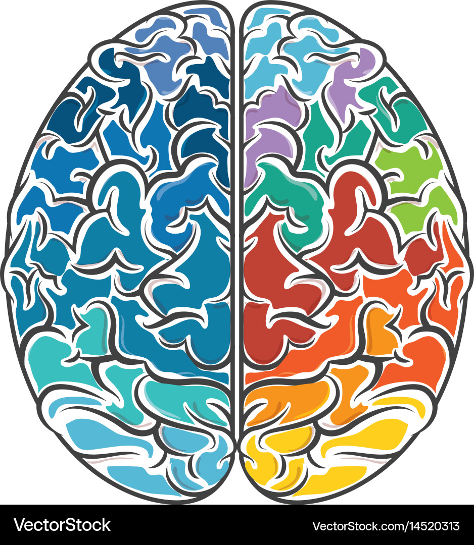 Human brain intelligence Royalty Free Vector Image