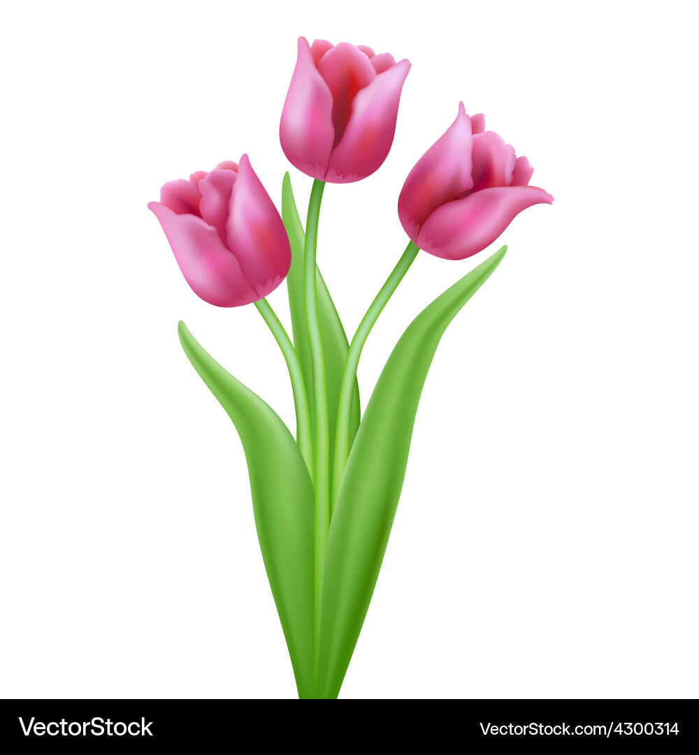 Bouquet three pink cartoon tulips Royalty Free Vector Image
