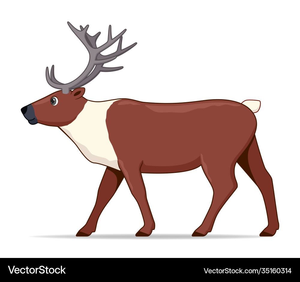 Caribou animal standing on a white background Vector Image