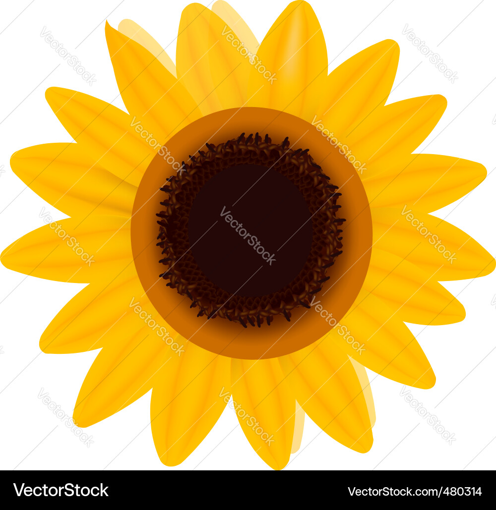 One sunflower Royalty Free Vector Image - VectorStock