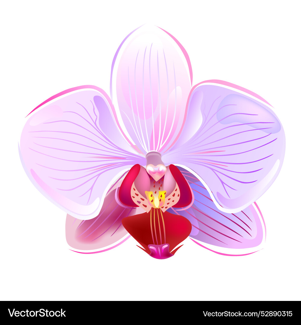 Orchid flower seamless pattern isolated on white Vector Image