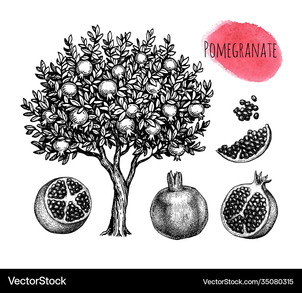 Pomegranate ink sketch collection Royalty Free Vector Image