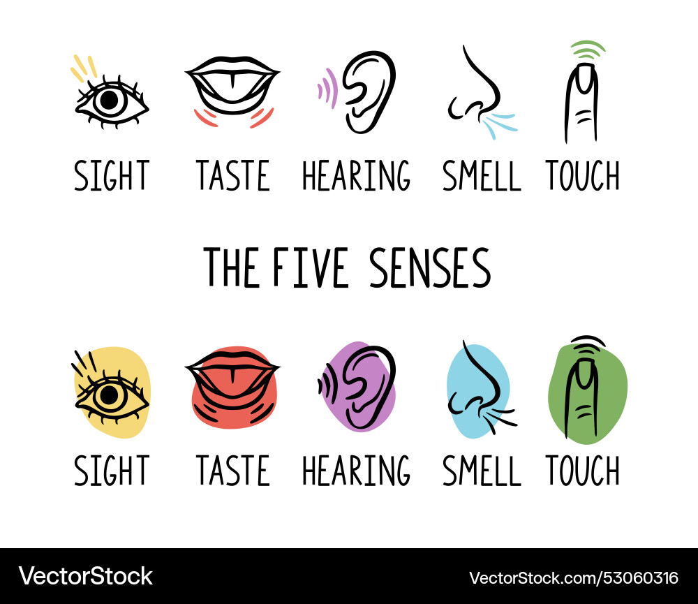 5 human senses taste sight touch Royalty Free Vector Image