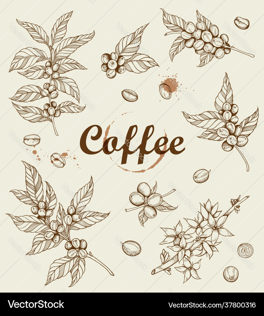Hand drawn coffee plant and beans Royalty Free Vector Image