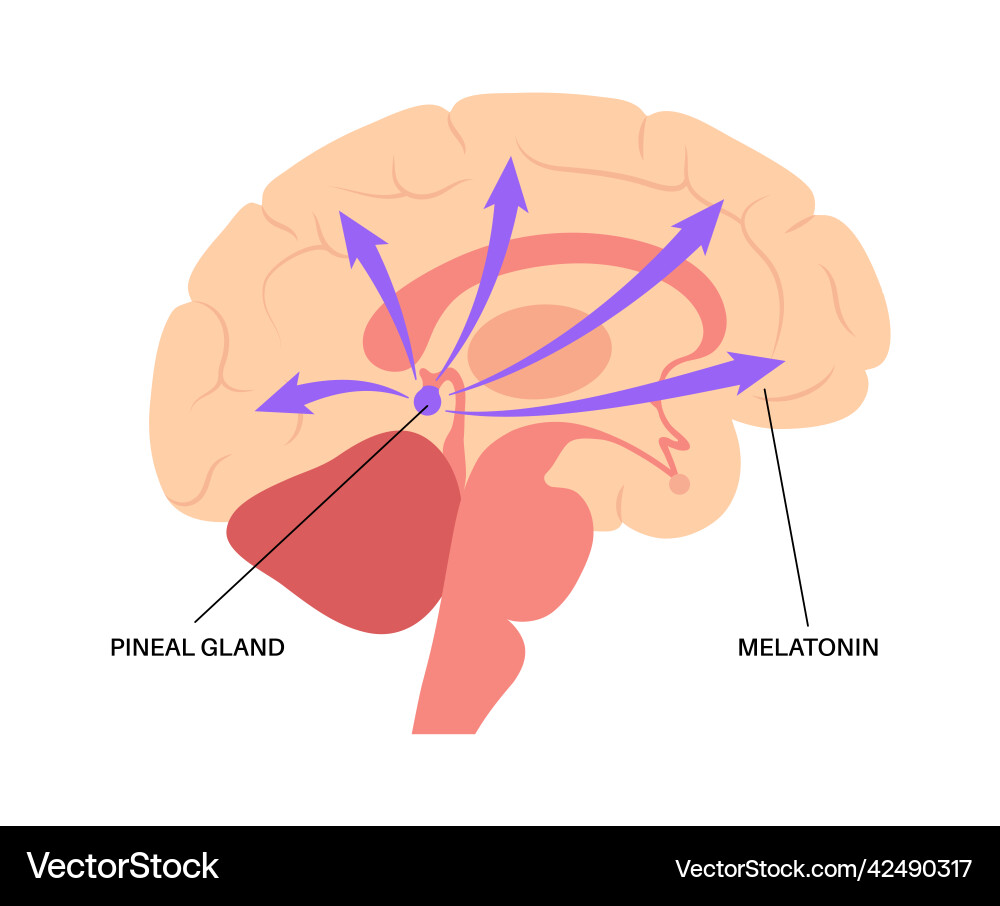 Anatomy Of Pineal Gland
